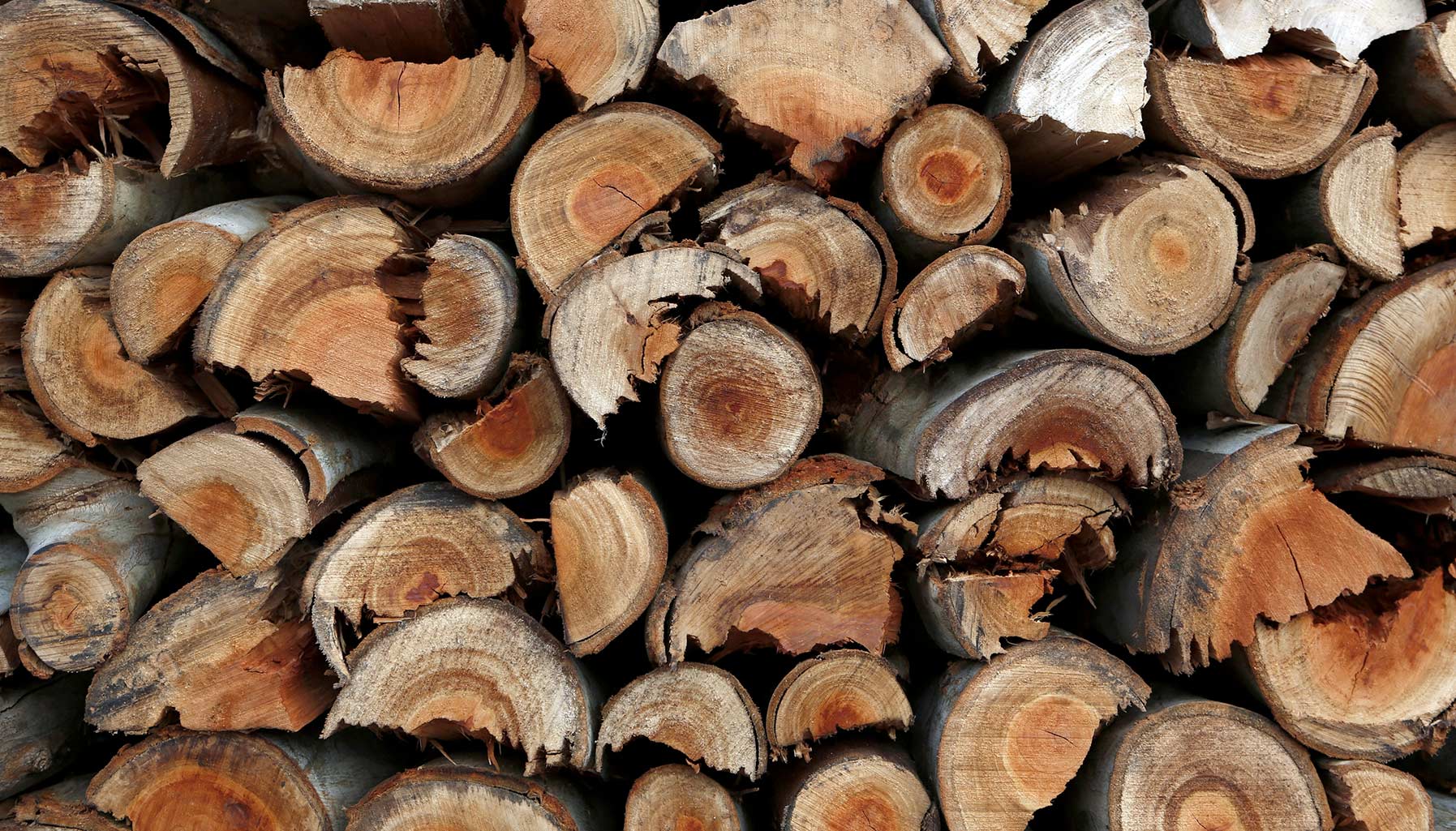 The world’s most valuable timber | Robb Report Malaysia