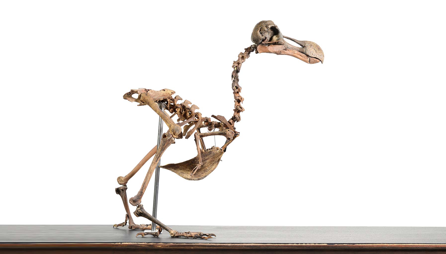 Rare bird: a dodo skeleton sells for almost half a million dollars ...